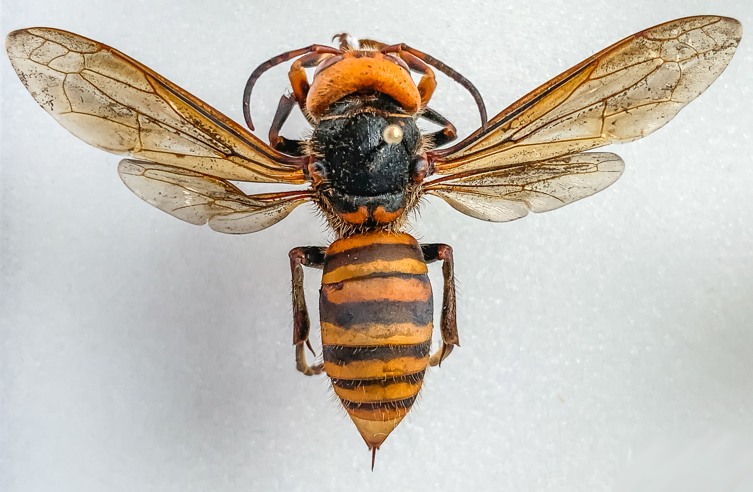 Northern Giant Hornet Common Name Toolkit Certification Northern Giant Hornet Common Name Toolkit Certification